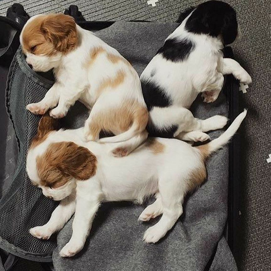 Кавалер кинг-чарльз-спаниель, щенок