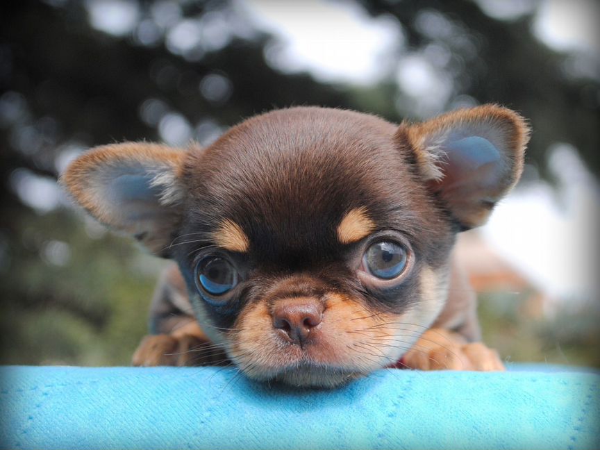 Шоколадно подпалый мальчик