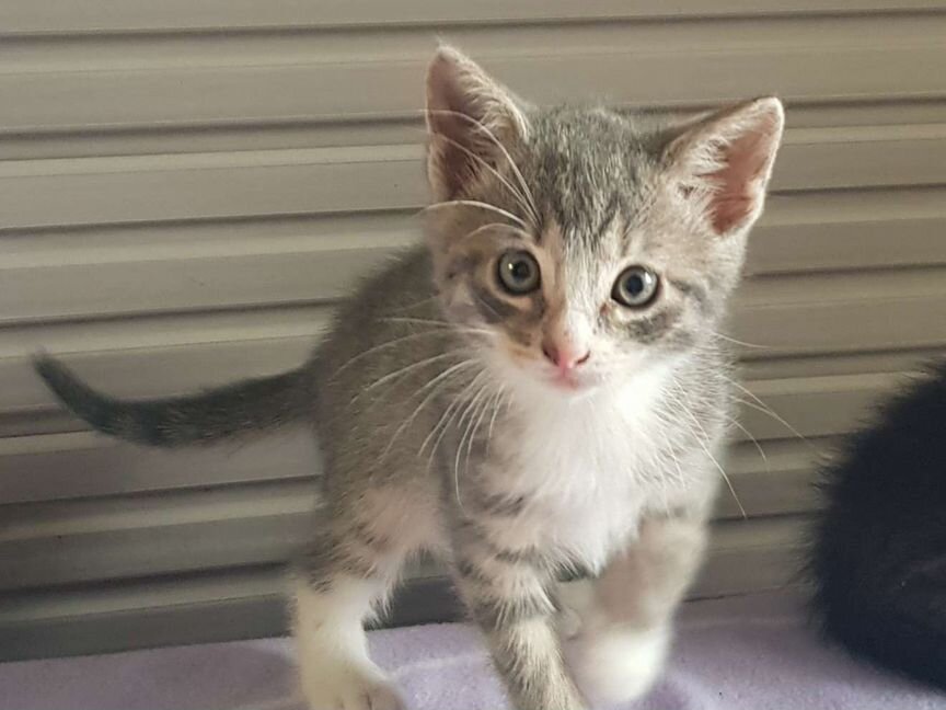 Котята бесплатно