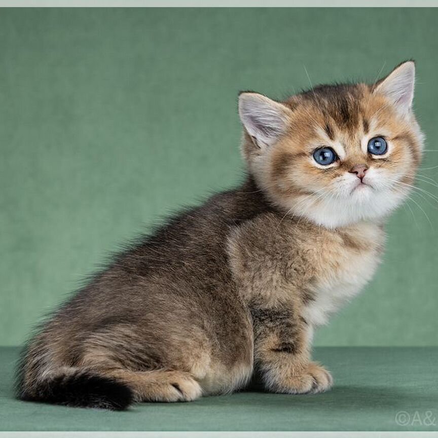 Шотландский прямоухий короткошёрстный котёнок