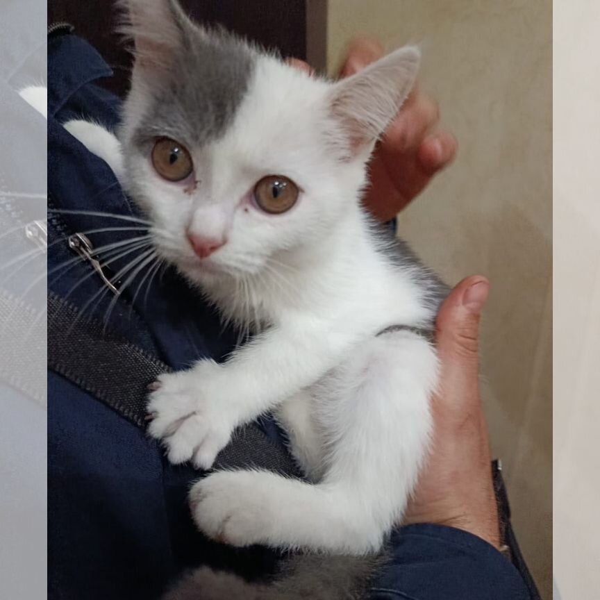 Котенок