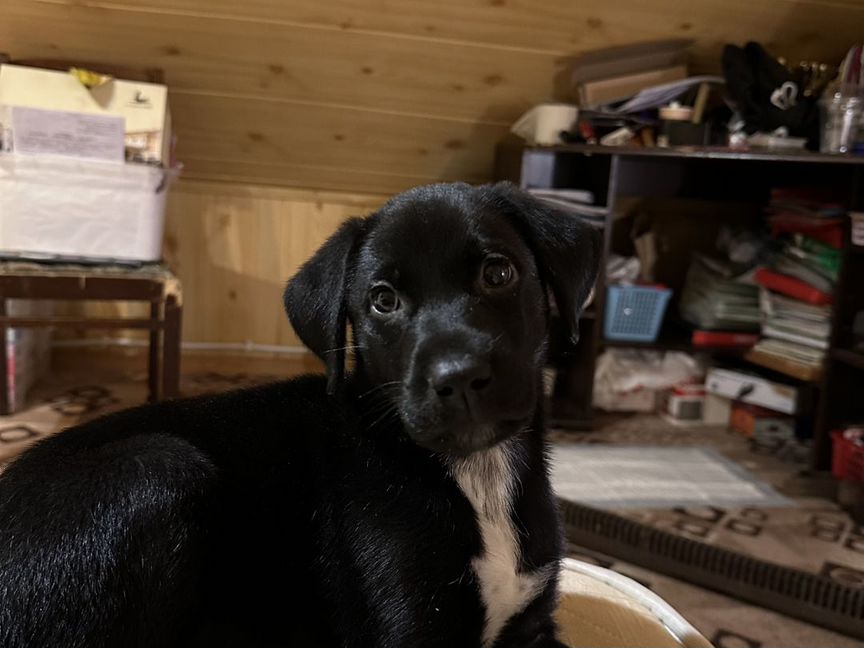 Щенки метисы лабрадора и овчарки