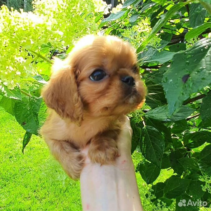 Кавалер супер миник