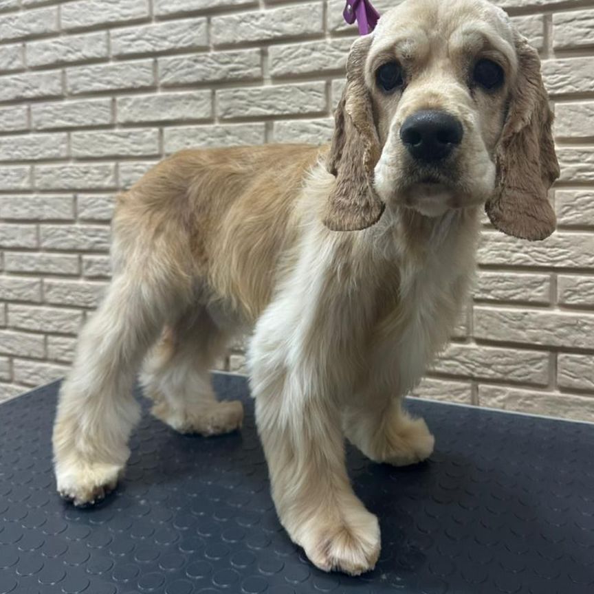 Кокер спаниель, взрослый пёс