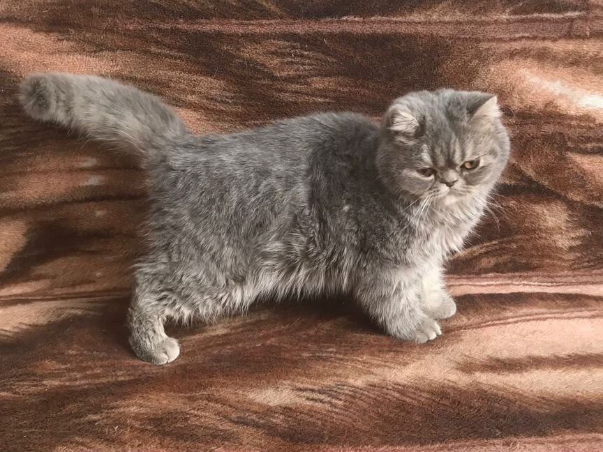 Экзотический котик