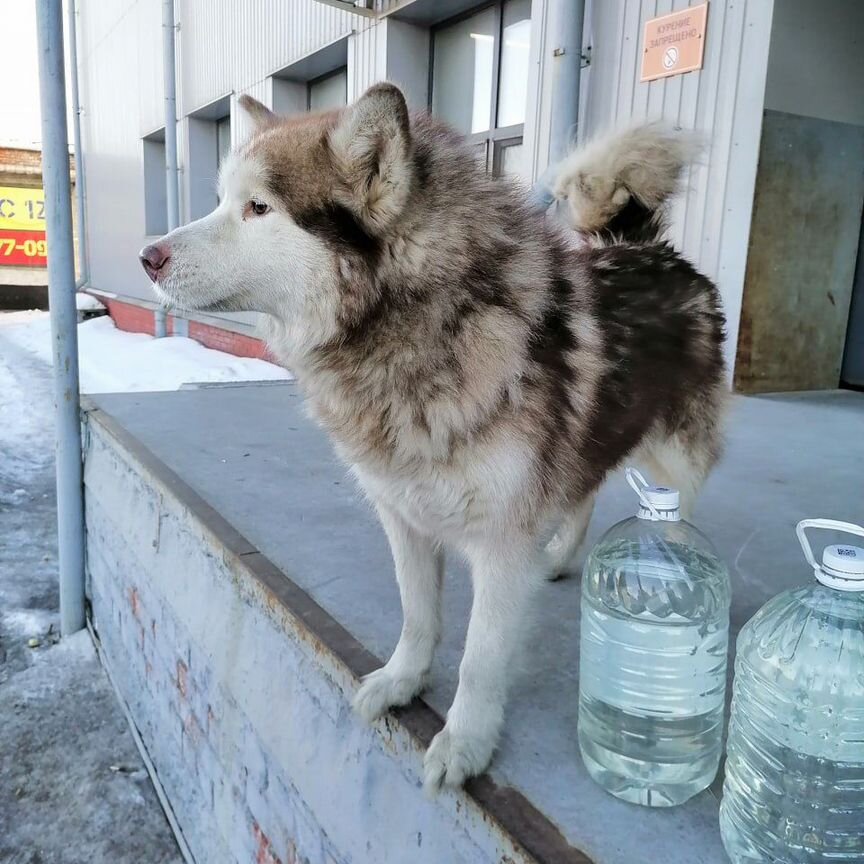 Найдена собака: Свердловский тракт, 5Ф