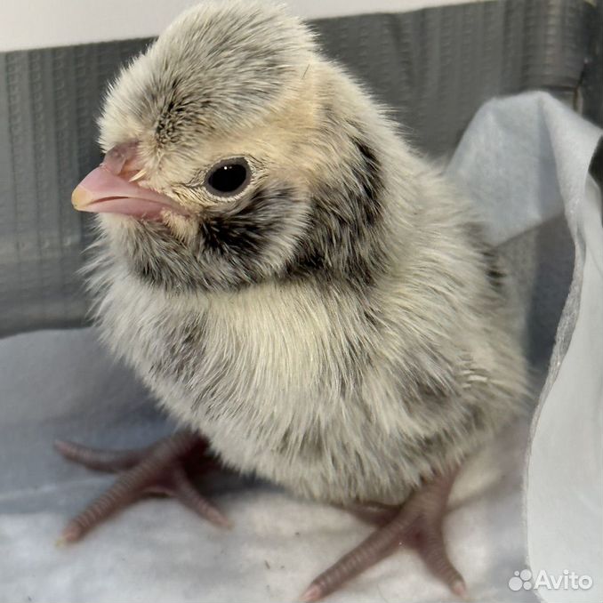 Падуаны Серебро