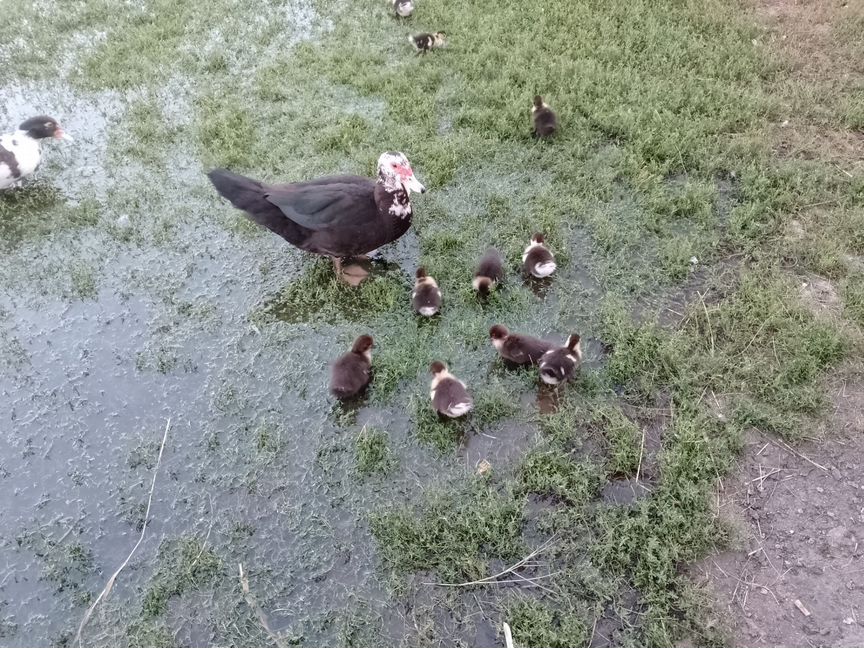 Утята индаутки