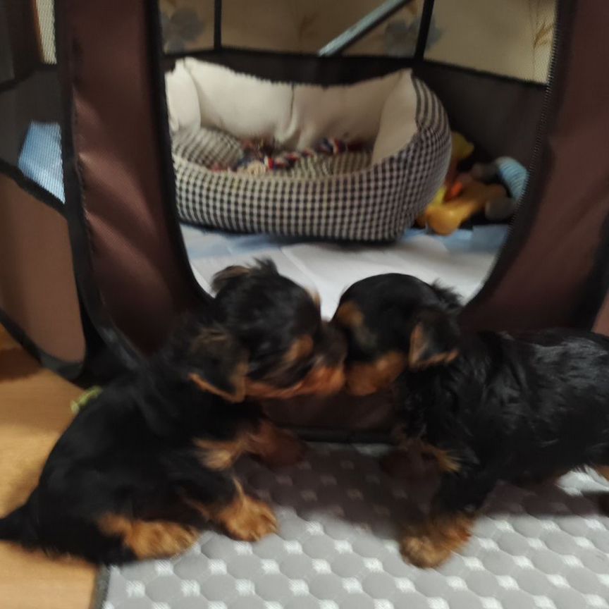 Йоркширский терьер, щенок