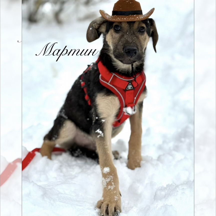 Щенок в добрые руки