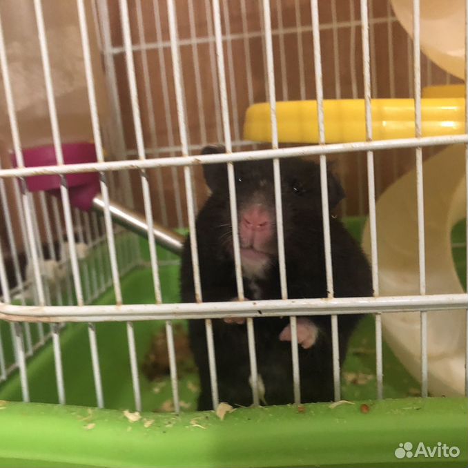 Хомяк девочка 2 года