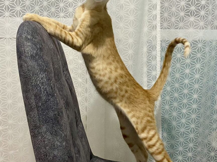 Кот ориентальной породы