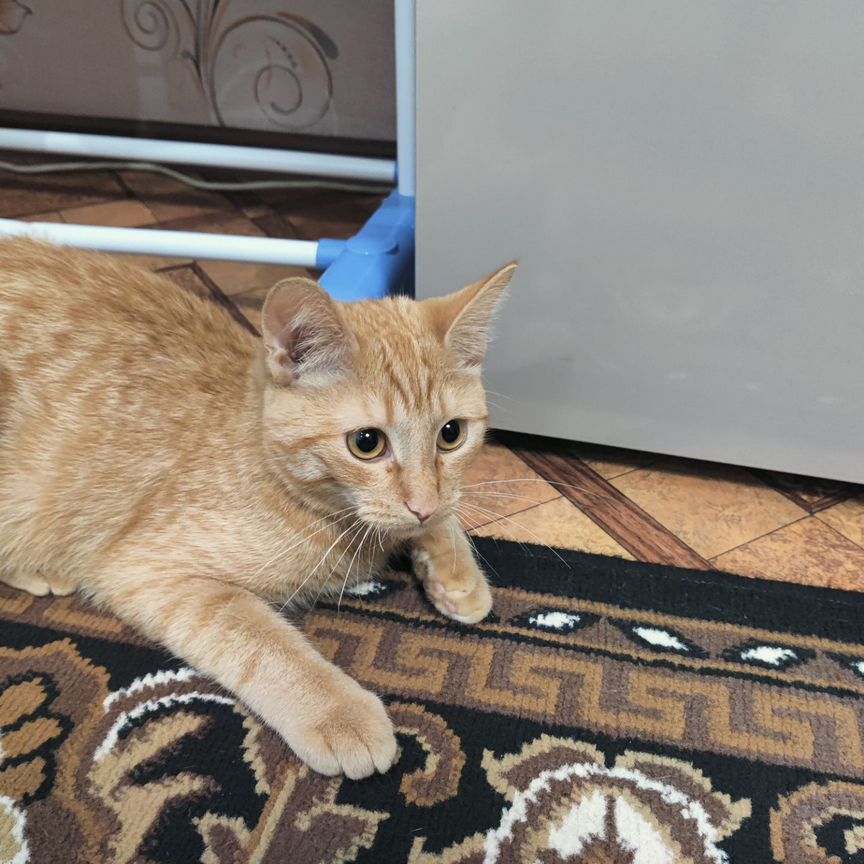 Рыжий котенок