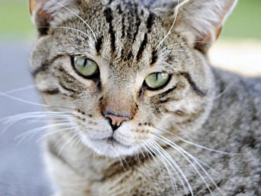 Коты ищут передержку или дом