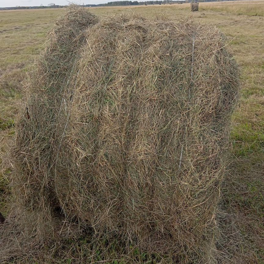 Продам сено в рулонах
