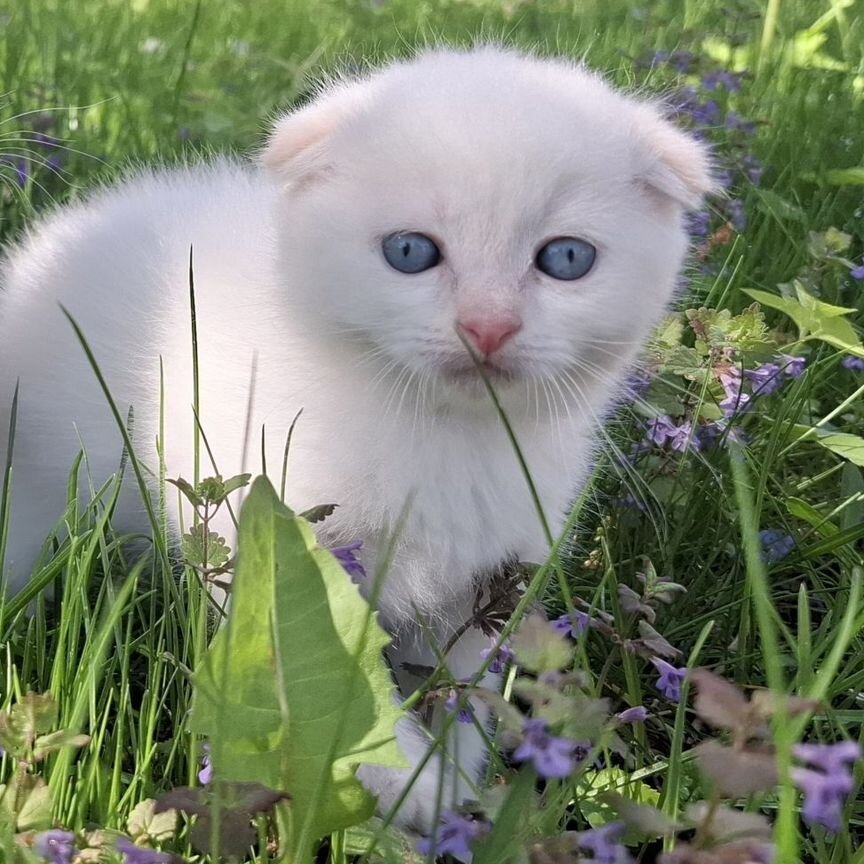 Шотландский вислоухий короткошёрстный котёнок