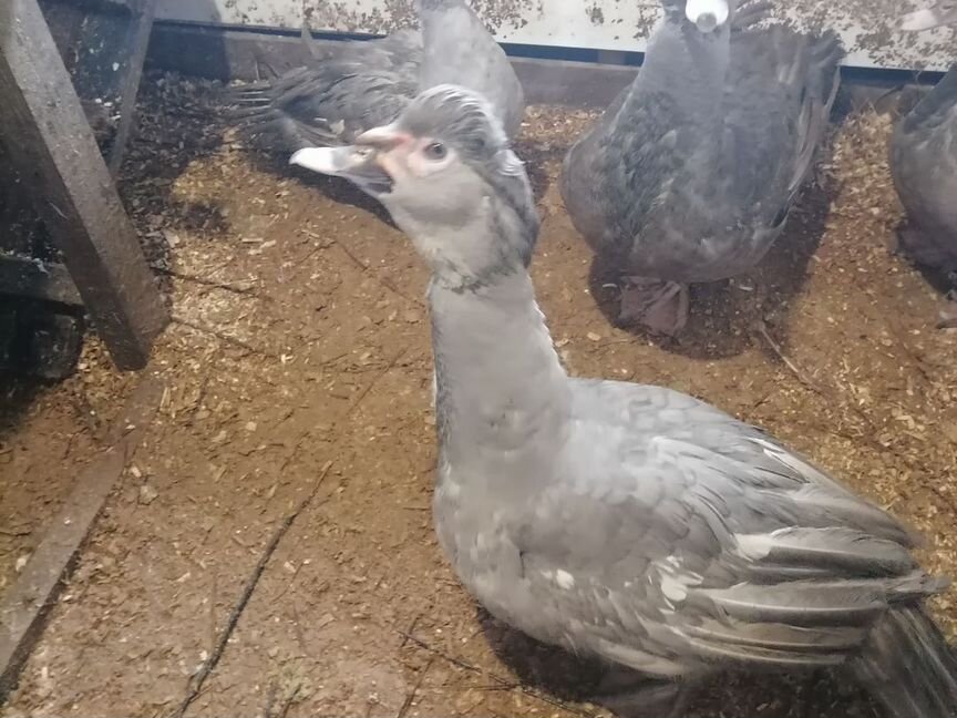 Домашняя птица