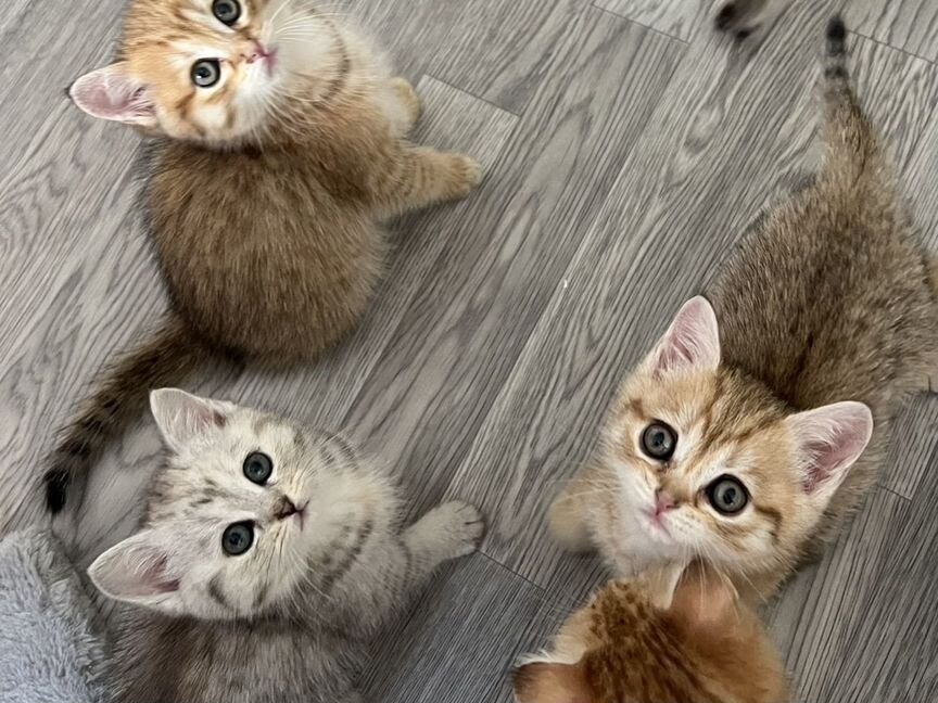 Шотландские шиншилловые котята