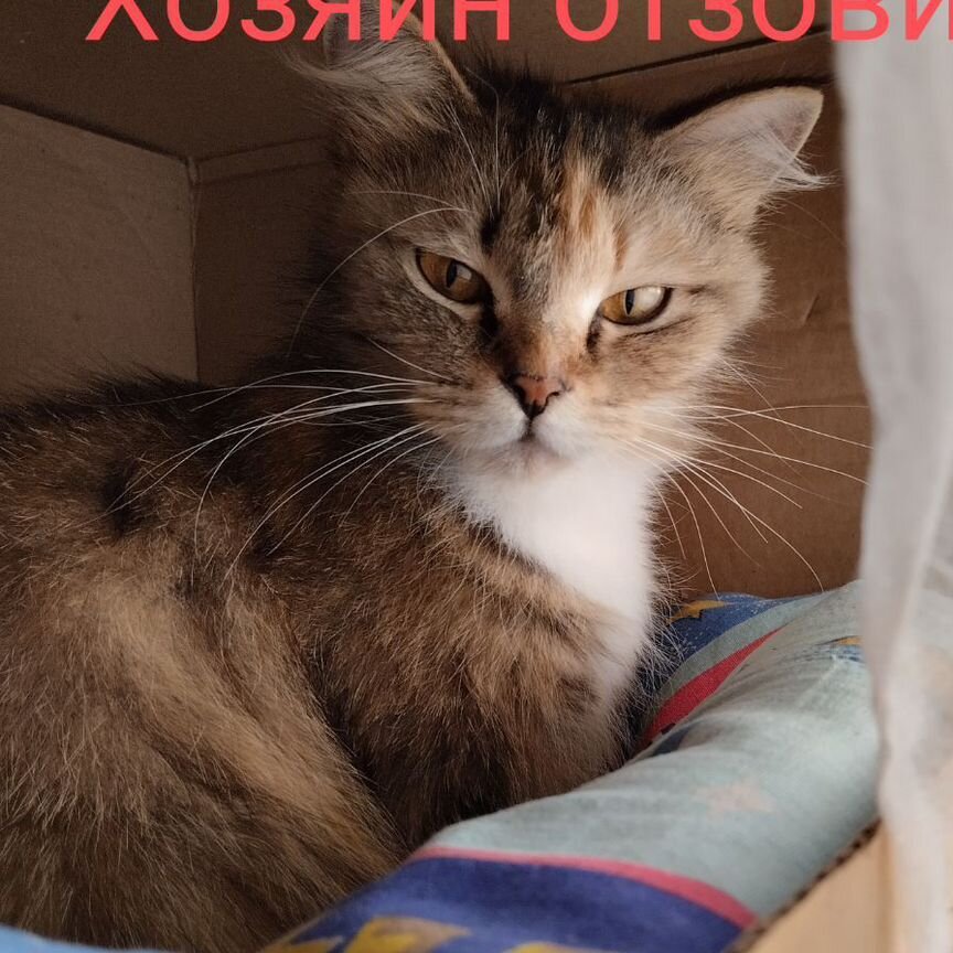 Котёнок в добрые руки