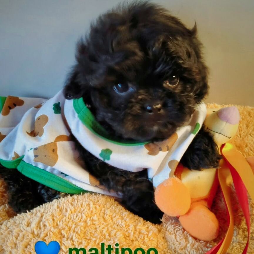 Мальчик maltipoo
