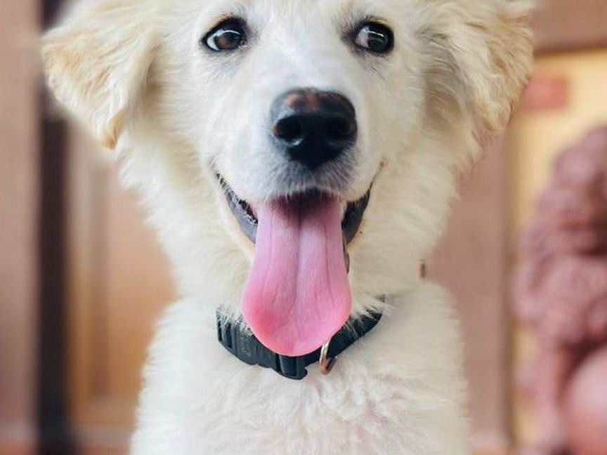 Щенок самый красивый