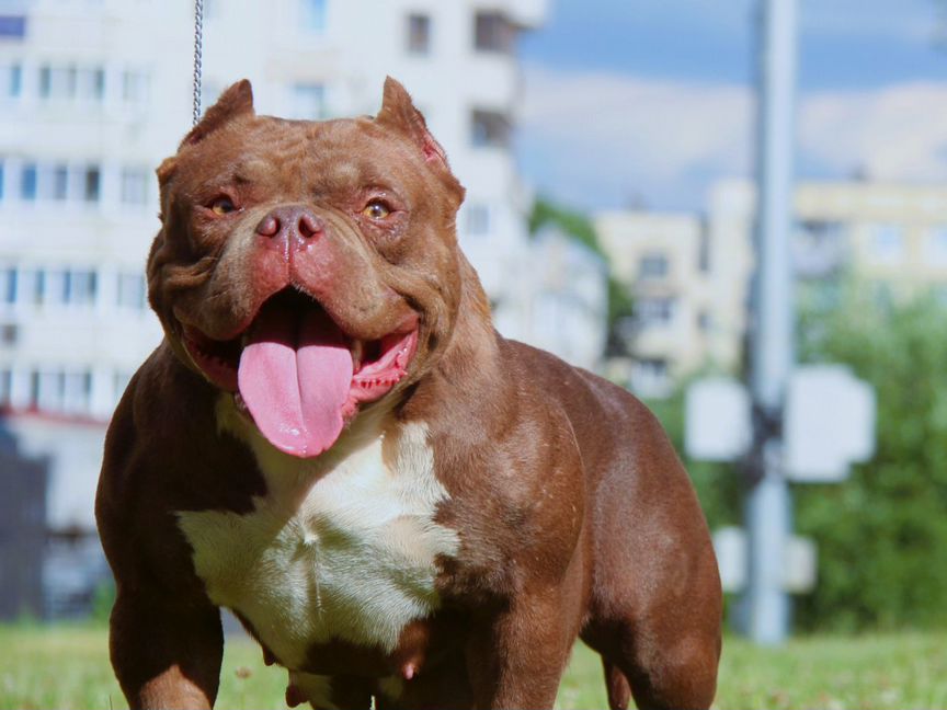 Малыши Американского Булли