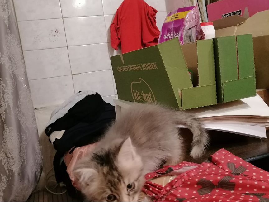 Кошка британская