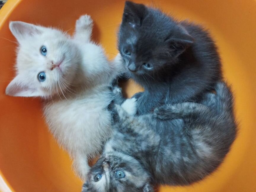 Котятам нужен свой дом Персик- мальчик и 2 девочки