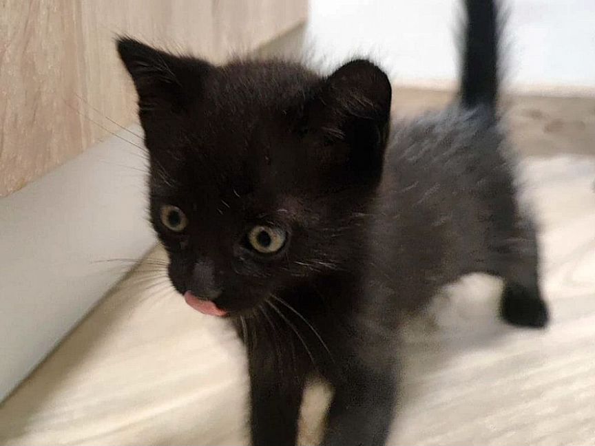 Кошки в добрые руки