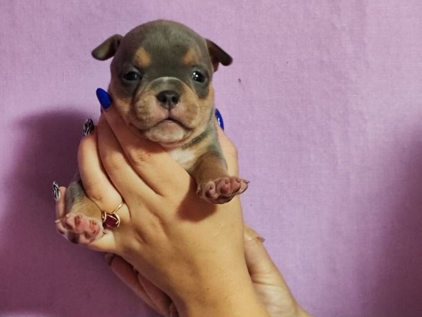 Американский Булли