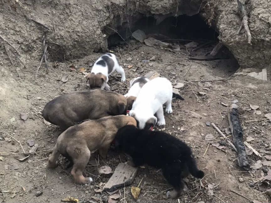 Щенки кашарной породы