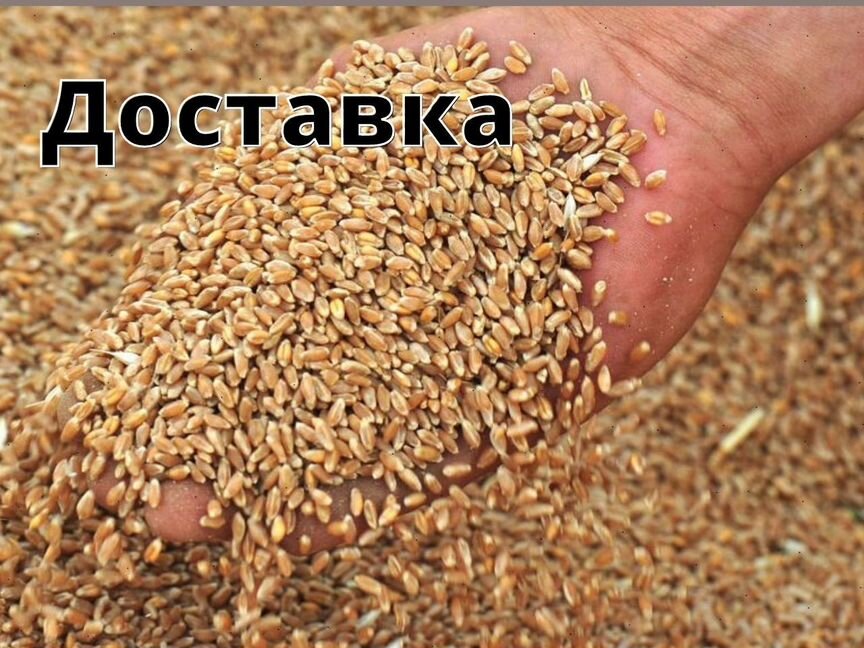 Овес