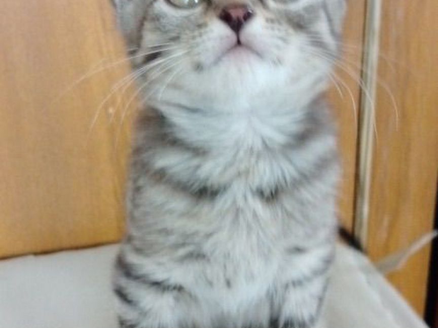 Кошечка котенок 1 месяц