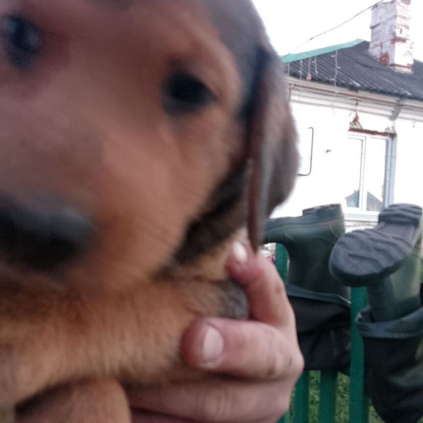 Продам щенков русской гончей