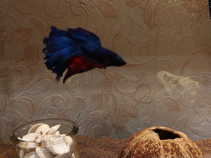 Рыбка-петушок, бесплатно