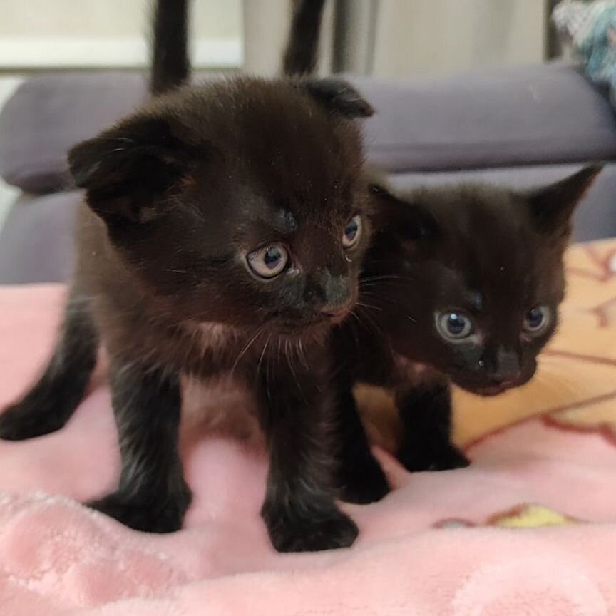 Британский короткошёрстный котёнок