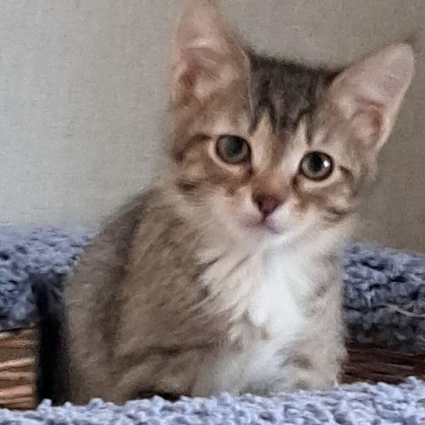 Котенок из приюта