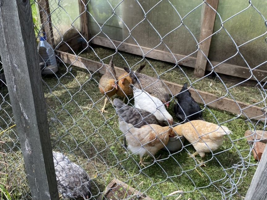 Куры несушки