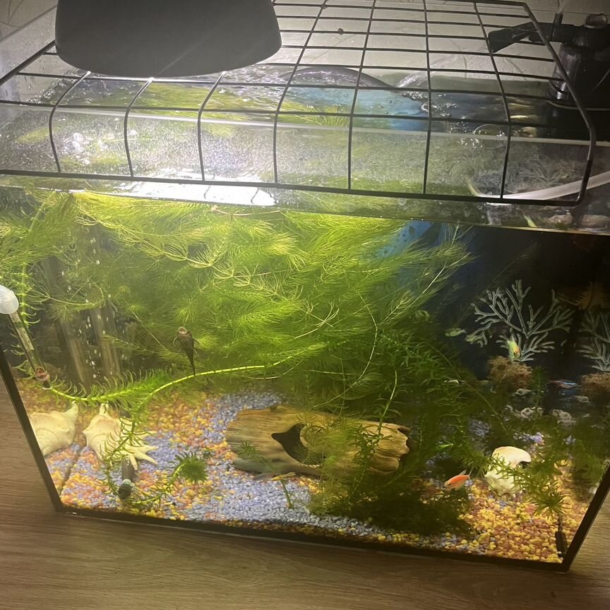 Аквариум с рыбками