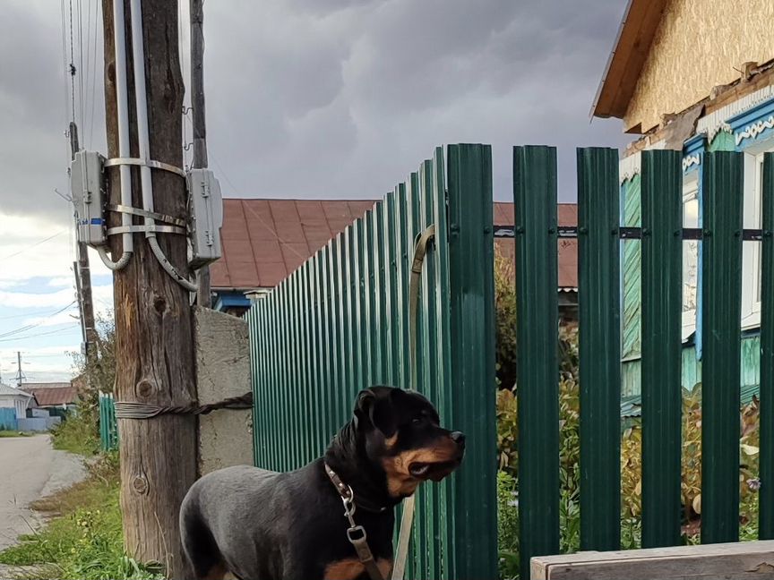 Ротвейлер