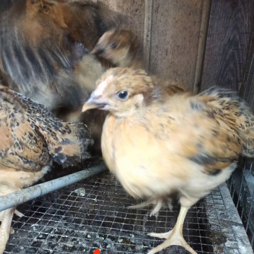 Цыплята, Кученские,доминант,индюк.индоутки