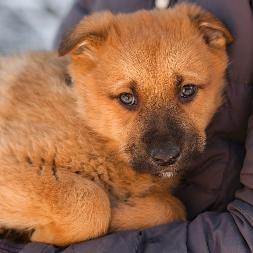 Щенок в добрые руки