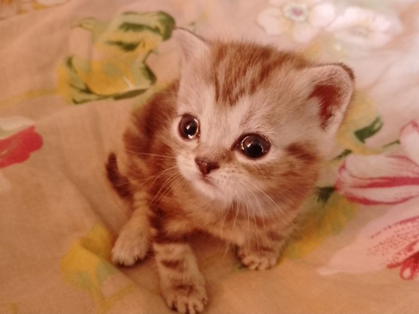 Кошка