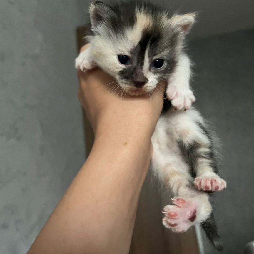 Котята в добрые руки 1 месяц