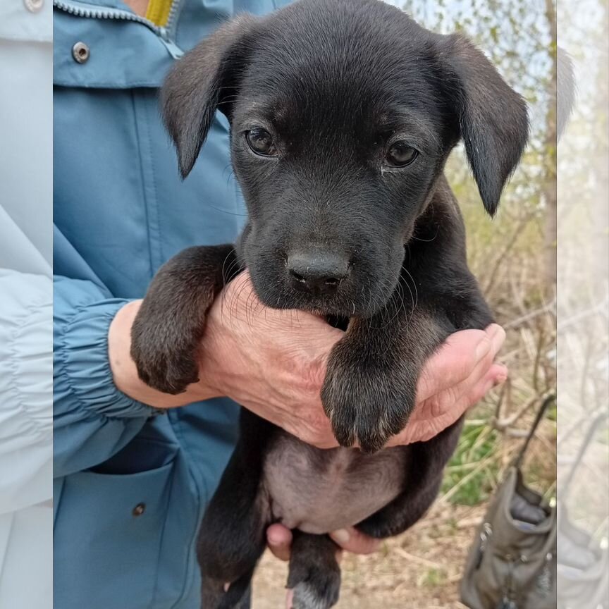 Щенок в добрые руки