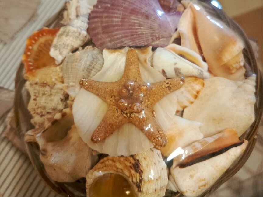 Ракушка