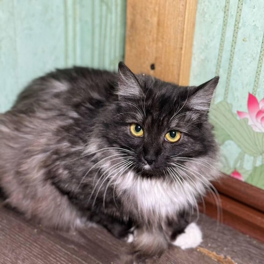 Лаванда, кошка из приюта в добрые руки