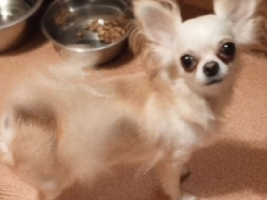 Чихуахуа дш девочка взрослая