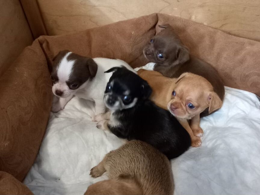 Цветные малыши