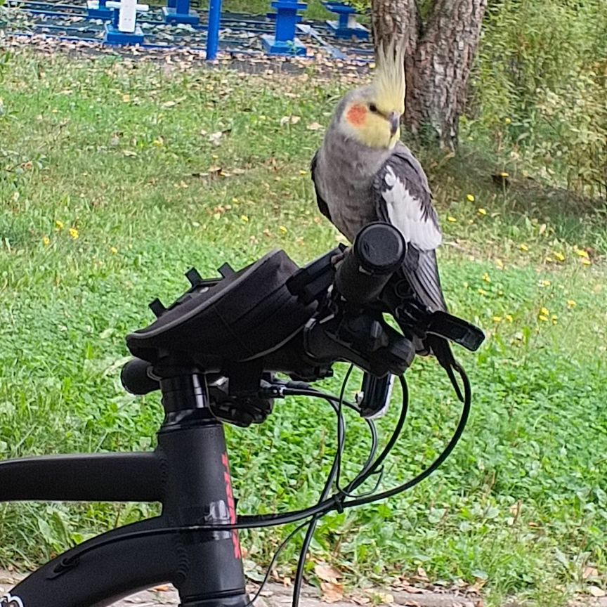 Потерялся попугай